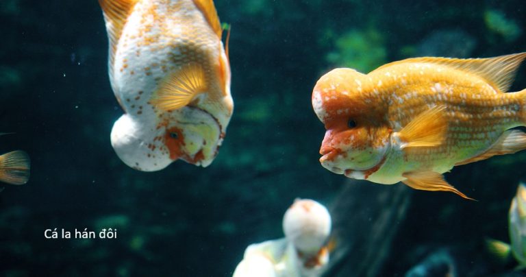Cá la hán: Cách nuôi, tập tính và tuổi thọ của cá la hán - Aqualife